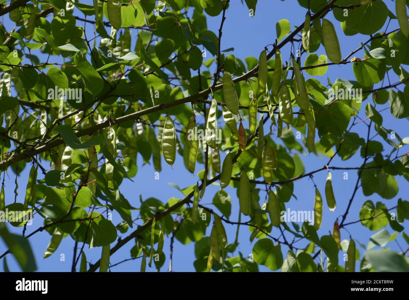 judas tree seed pods and fresh leaves on branches Stock Photo - Alamy