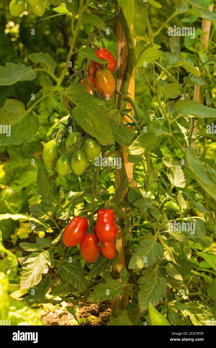 An F1 Trilly Tomato Plant growing in Friuli-Venezia Giulia, north east ...