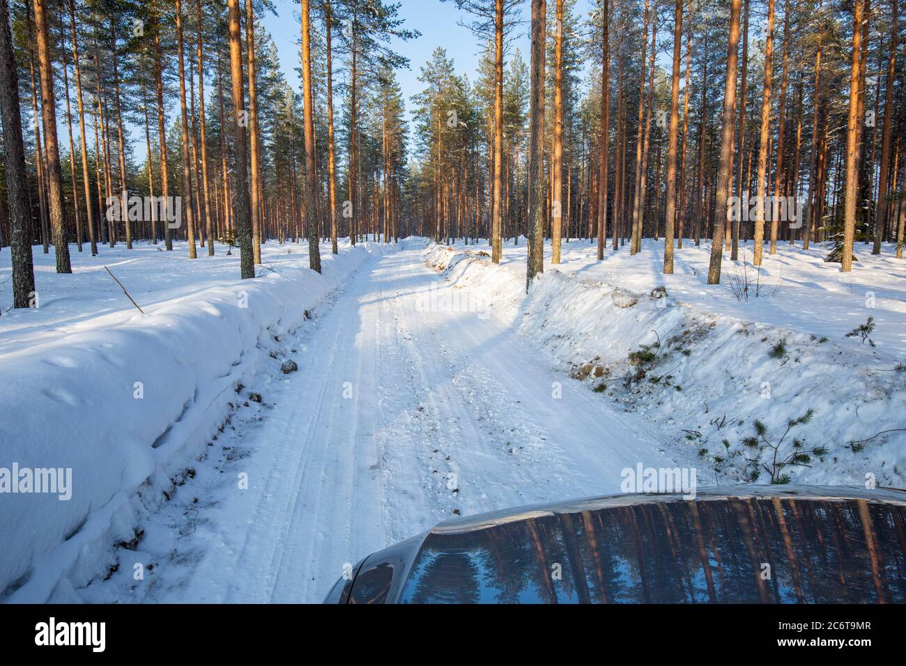 Winter logging road through Pine forest ( Pinus Sylvestris ) , Finland ...