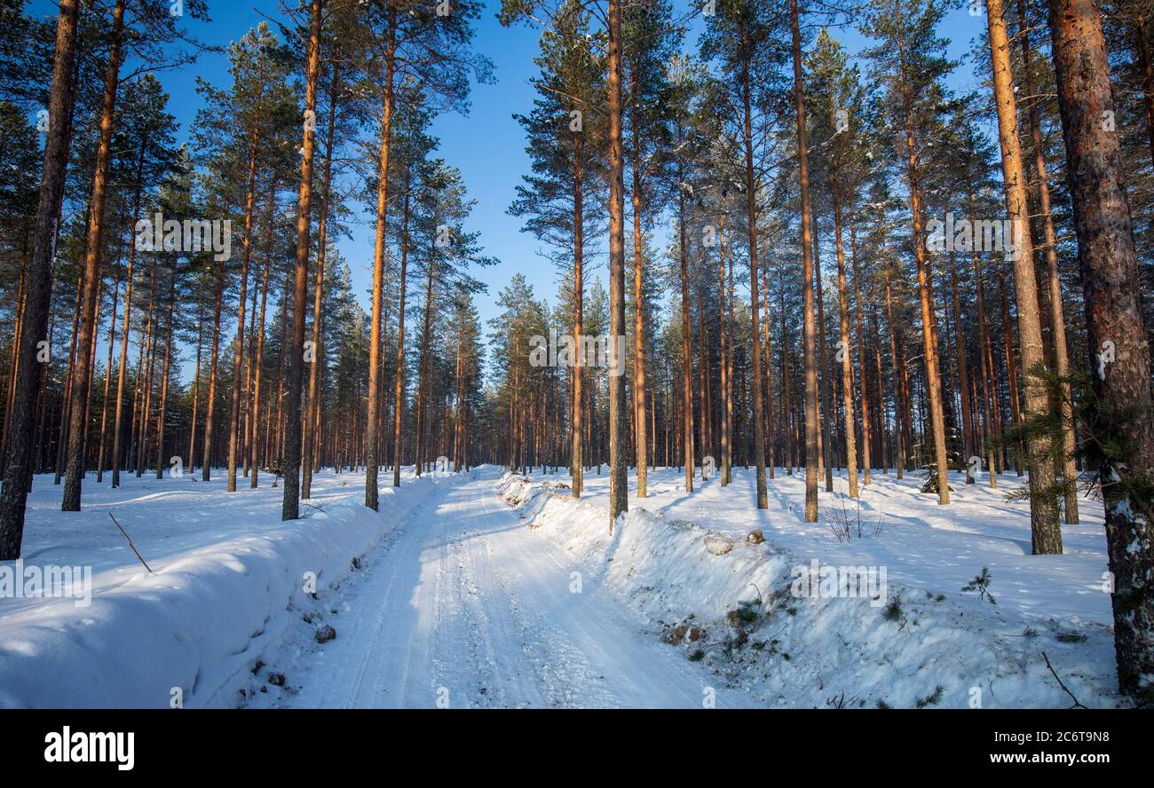 Winter logging road through Pine forest ( Pinus Sylvestris ) , Finland ...