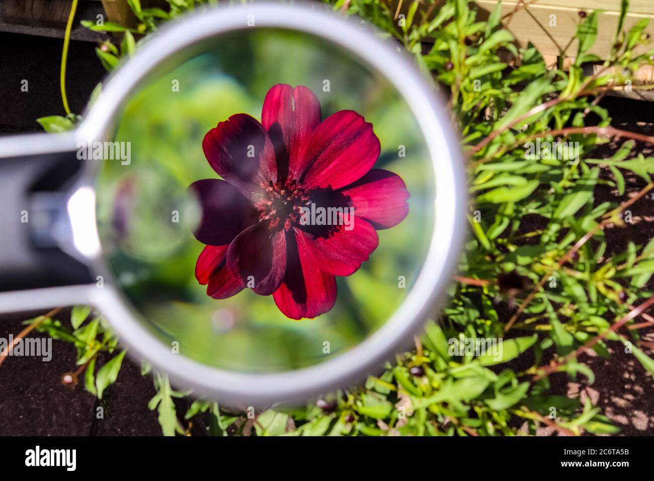 Beautiful and colorful flowers zoomed at with a magnifying glass Stock ...