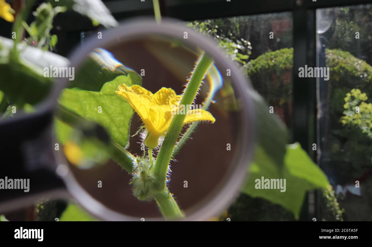 Beautiful and colorful flowers zoomed at with a magnifying glass Stock ...