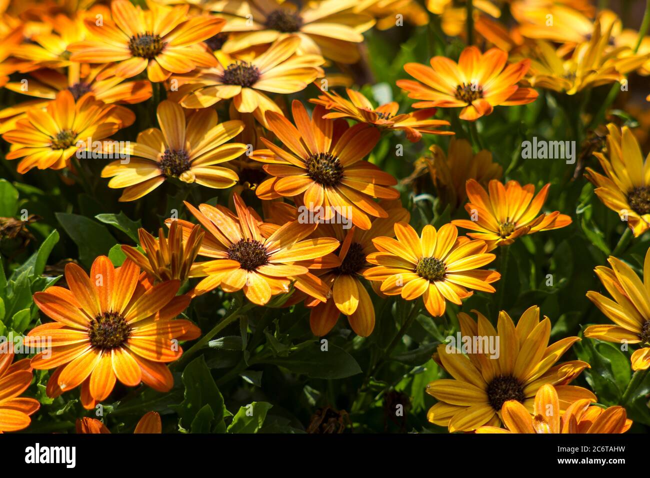 Orange african daisy hi-res stock photography and images - Alamy