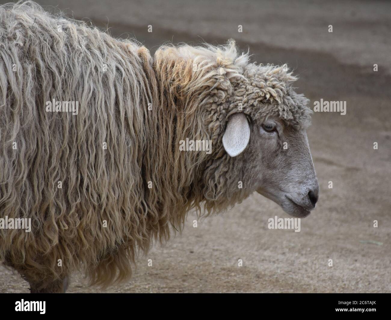 Sheep with long wooly fur hanging around his body Stock Photo - Alamy