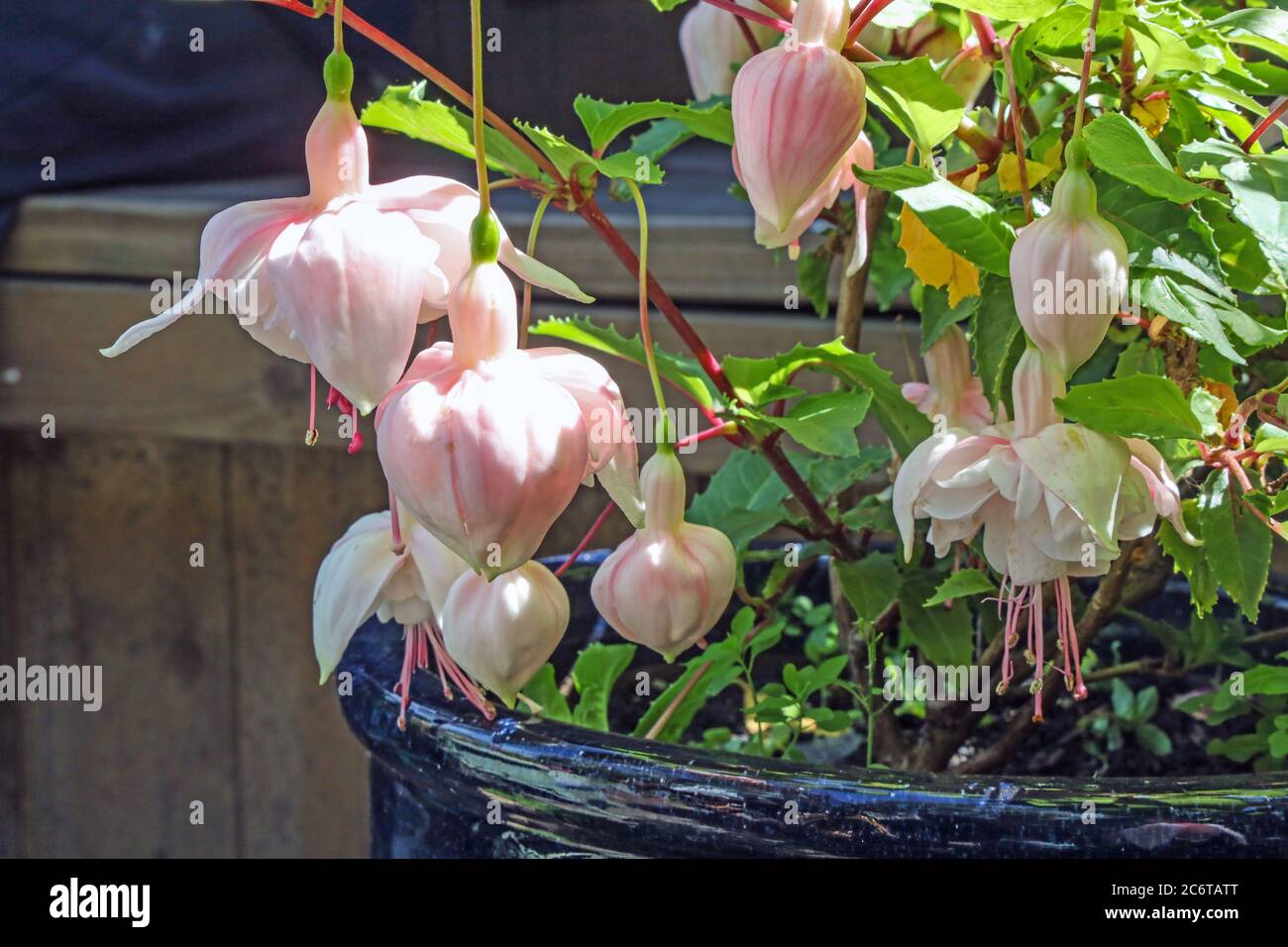 Fuchsia hybrids hi-res stock photography and images - Alamy