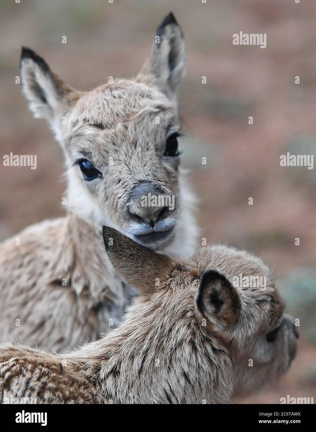 Tibetan antelope migration hi-res stock photography and images - Alamy