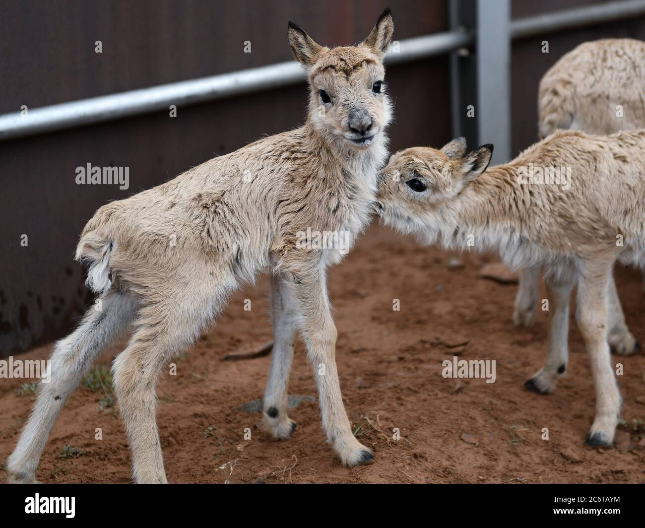 Tibetan antelope migration hi-res stock photography and images - Alamy
