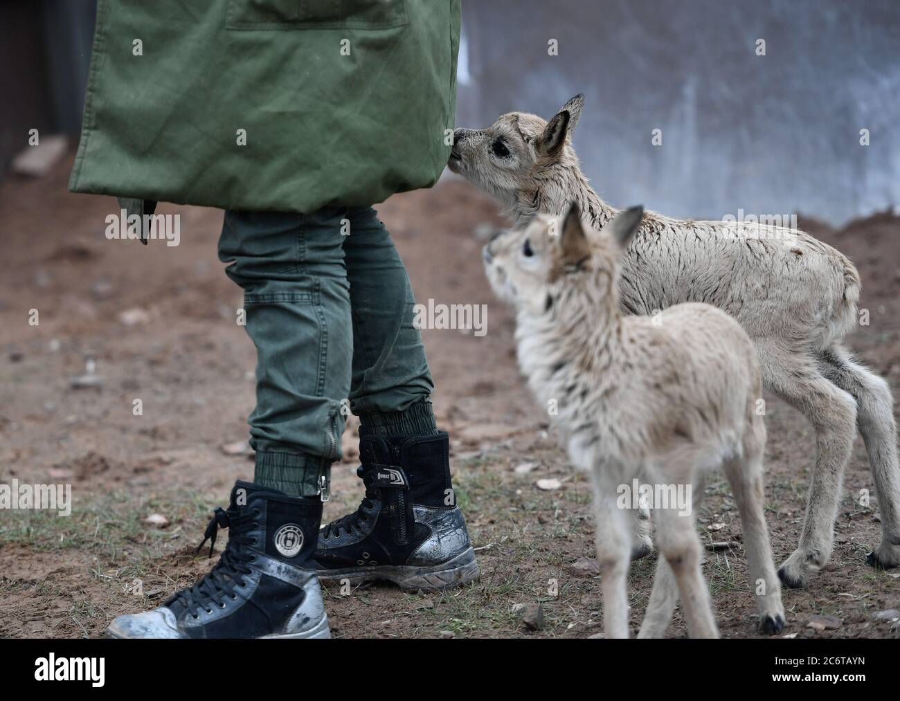 Tibetan antelope migration hi-res stock photography and images - Alamy