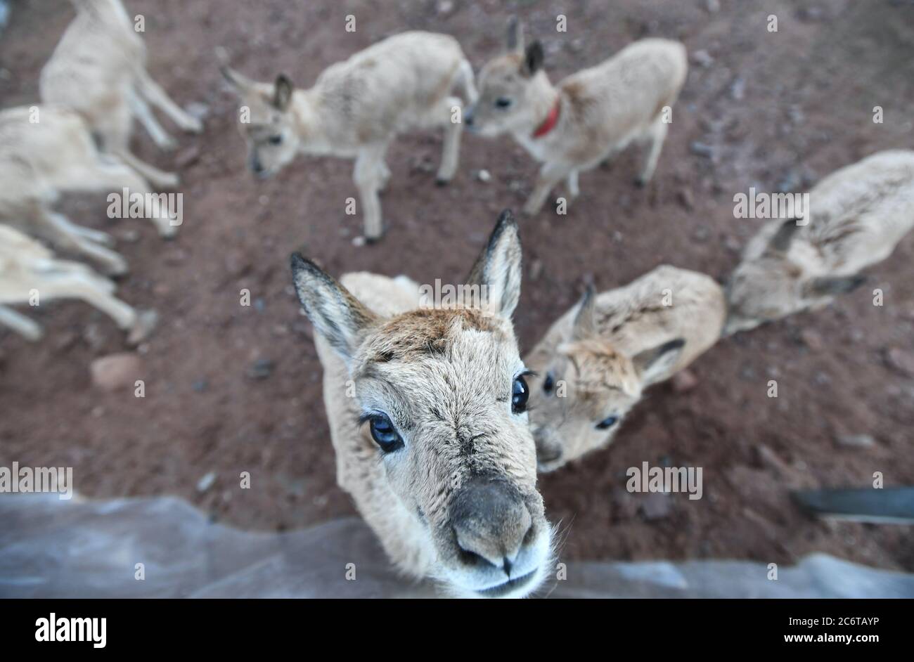 Tibetan Antelope Baby