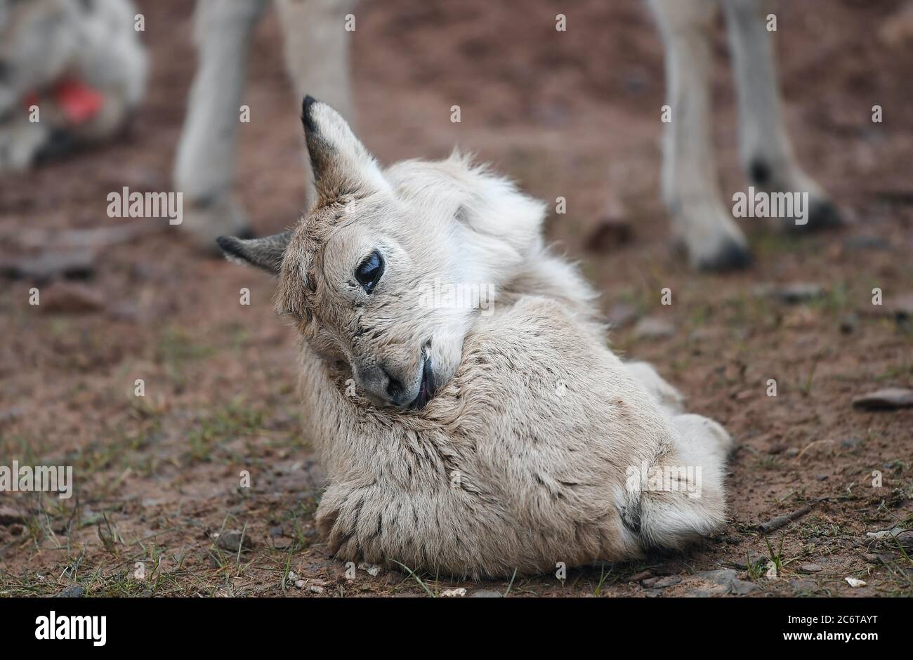 Tibetan antelope migration hi-res stock photography and images - Alamy