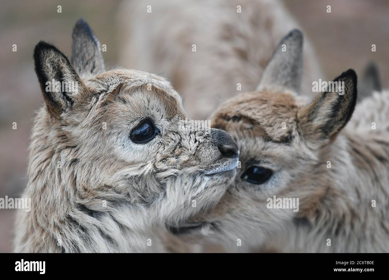 Tibetan antelope migration hi-res stock photography and images - Alamy