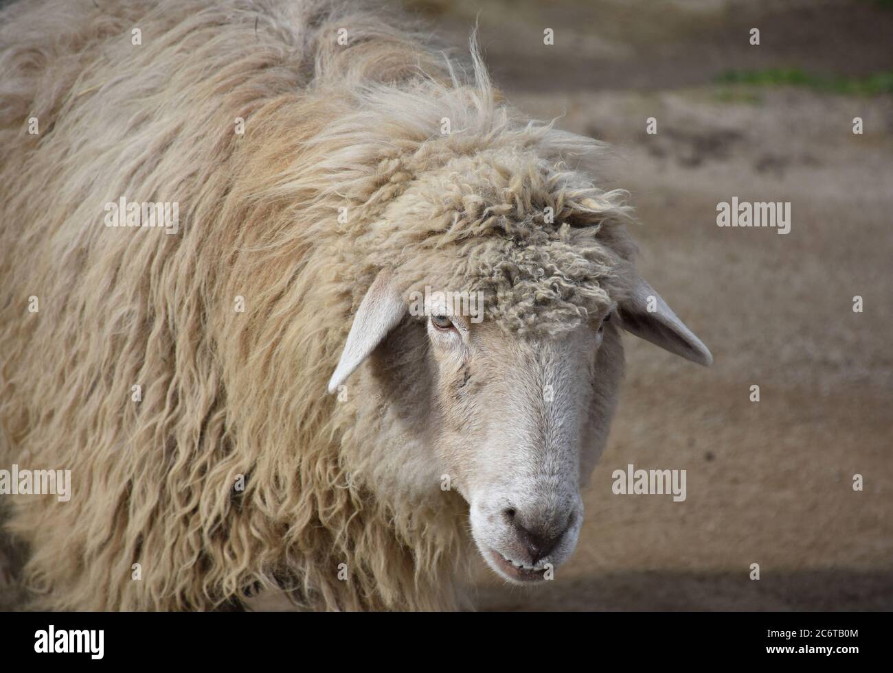 Cute farm yard sheep showing his teeth Stock Photo - Alamy