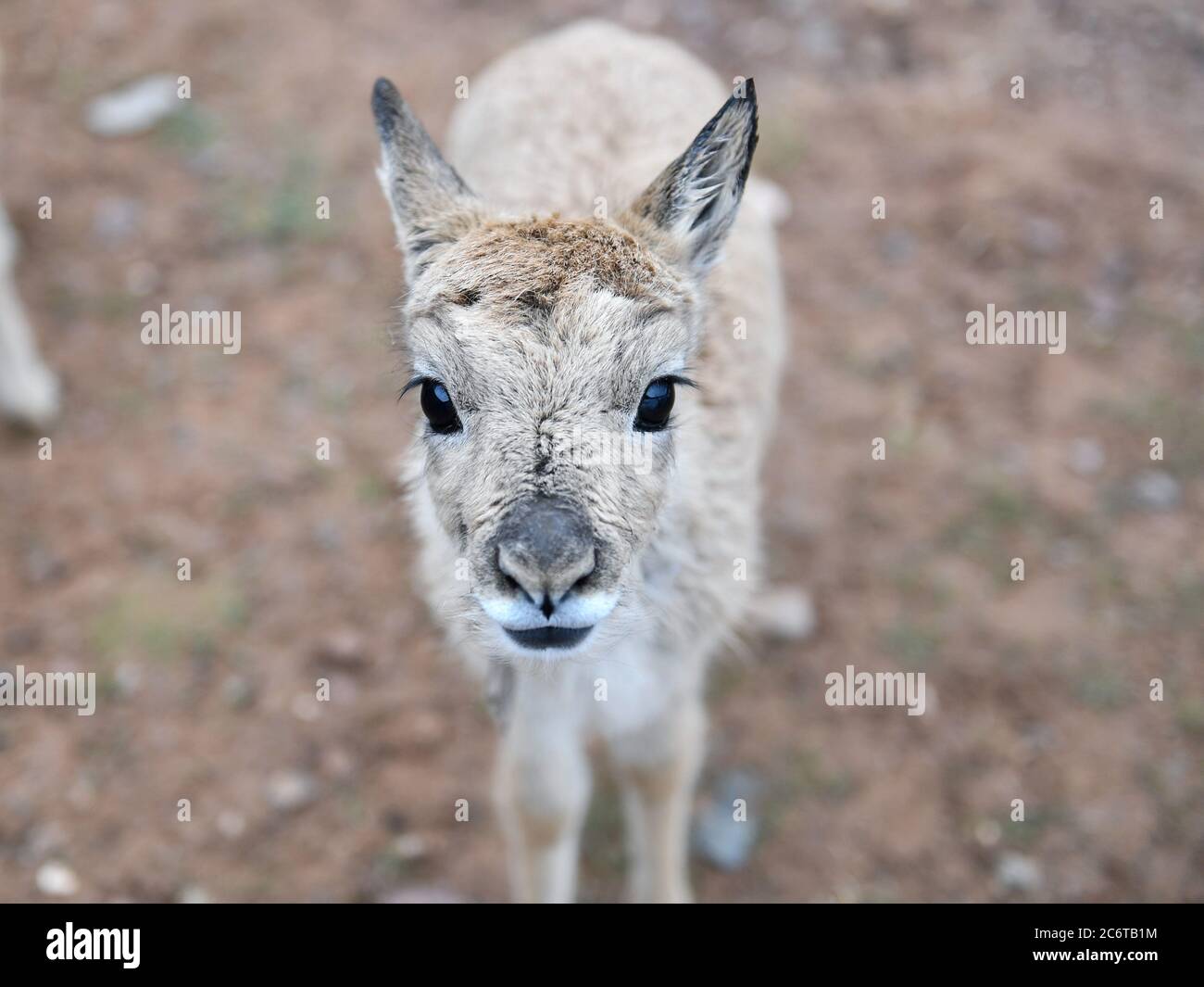 Tibetan antelope migration hi-res stock photography and images - Alamy