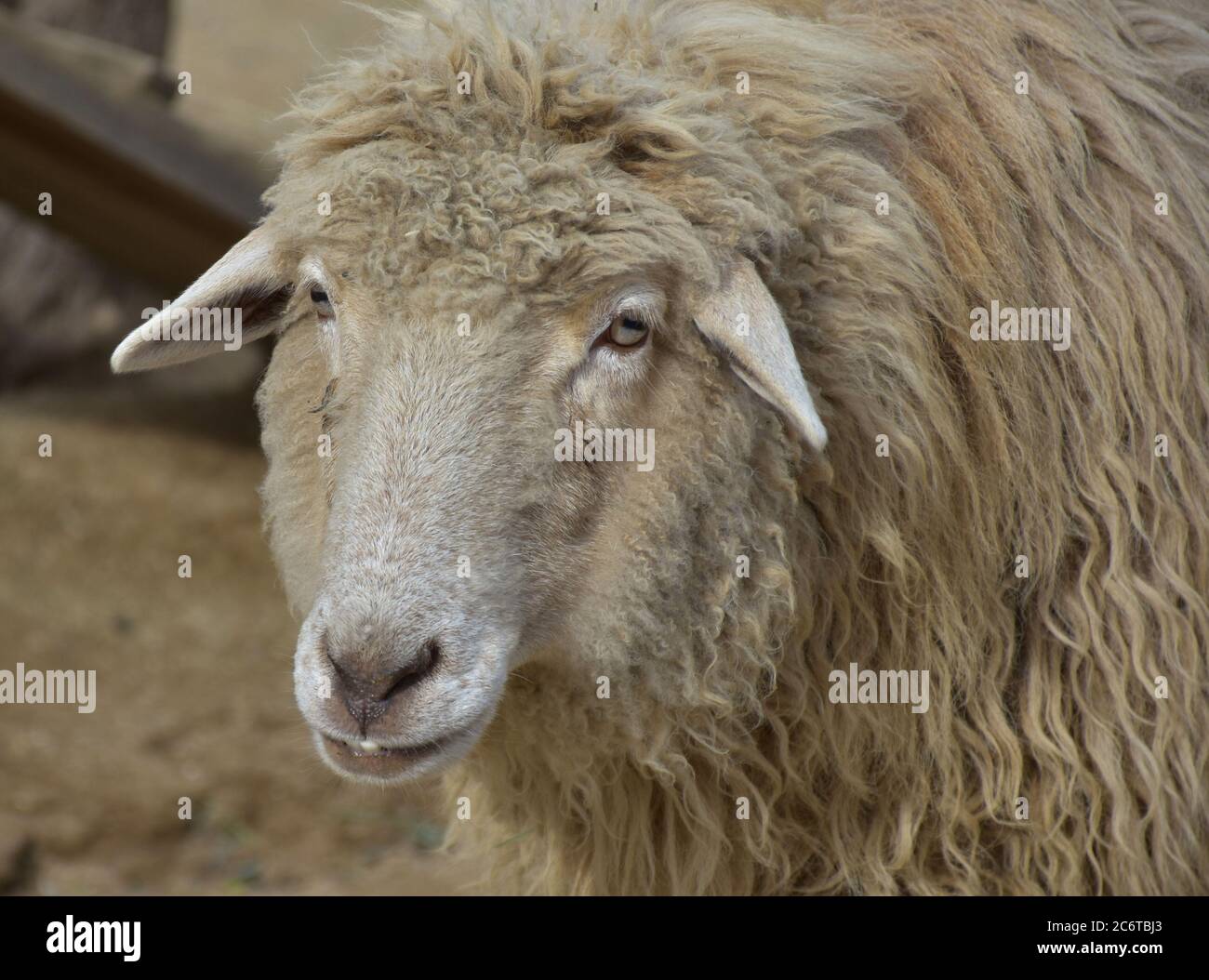 Farm with a wooly white sheep with teeth showing Stock Photo - Alamy