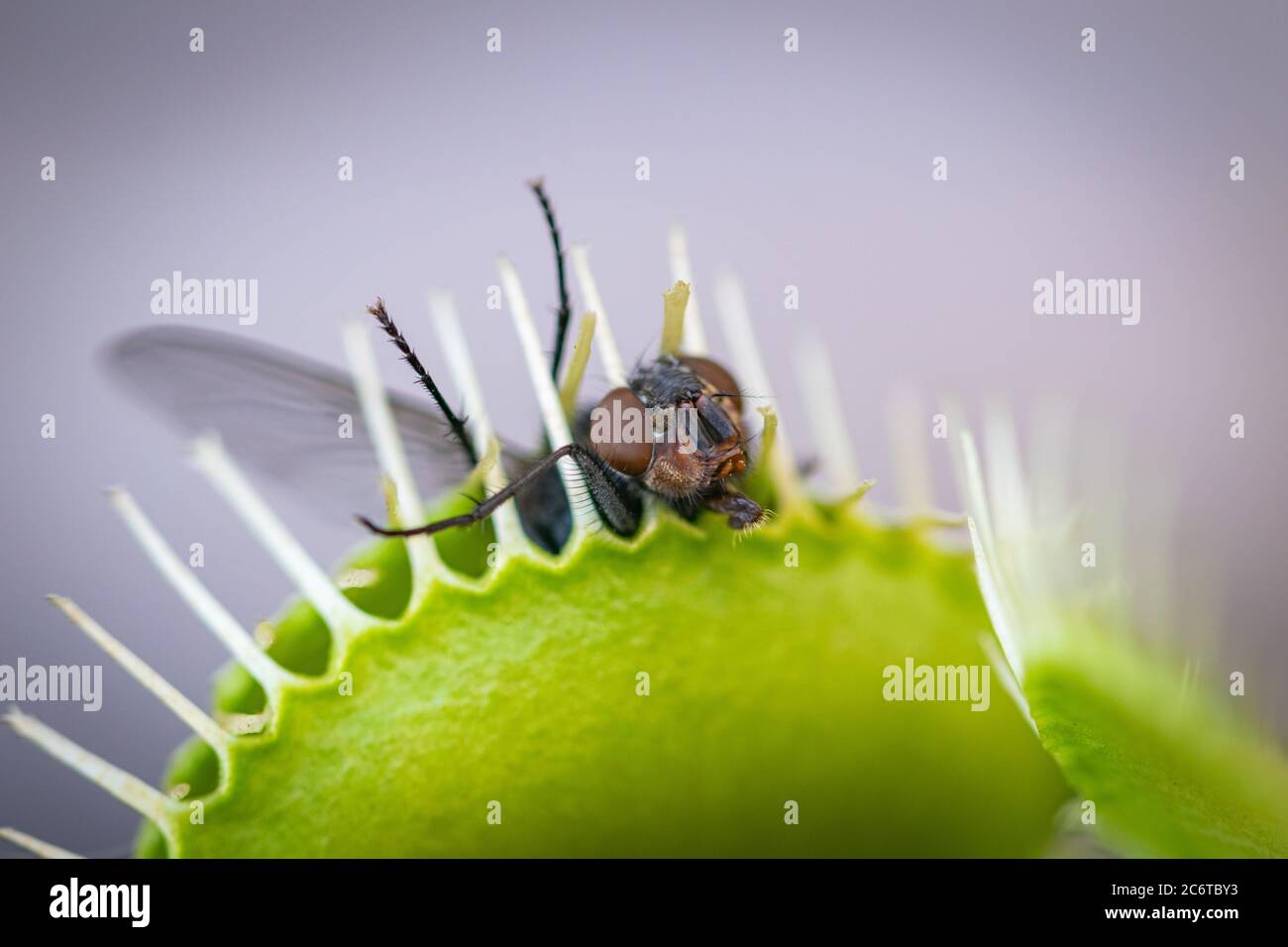Image venus fly trap hi-res stock photography and images - Alamy