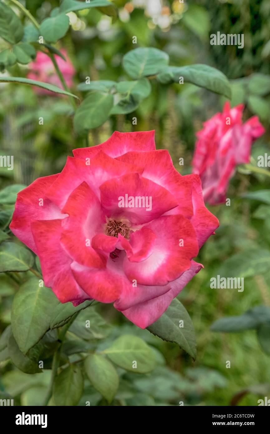 Intense freshness hi-res stock photography and images - Alamy