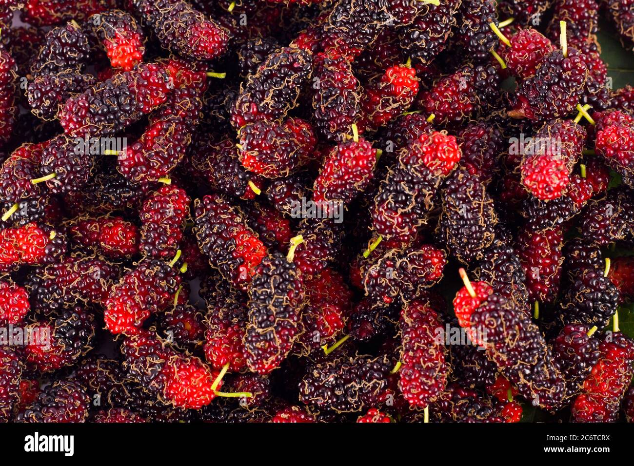 ripe mulberry fruit is a sweet and sour fruit on white background ...