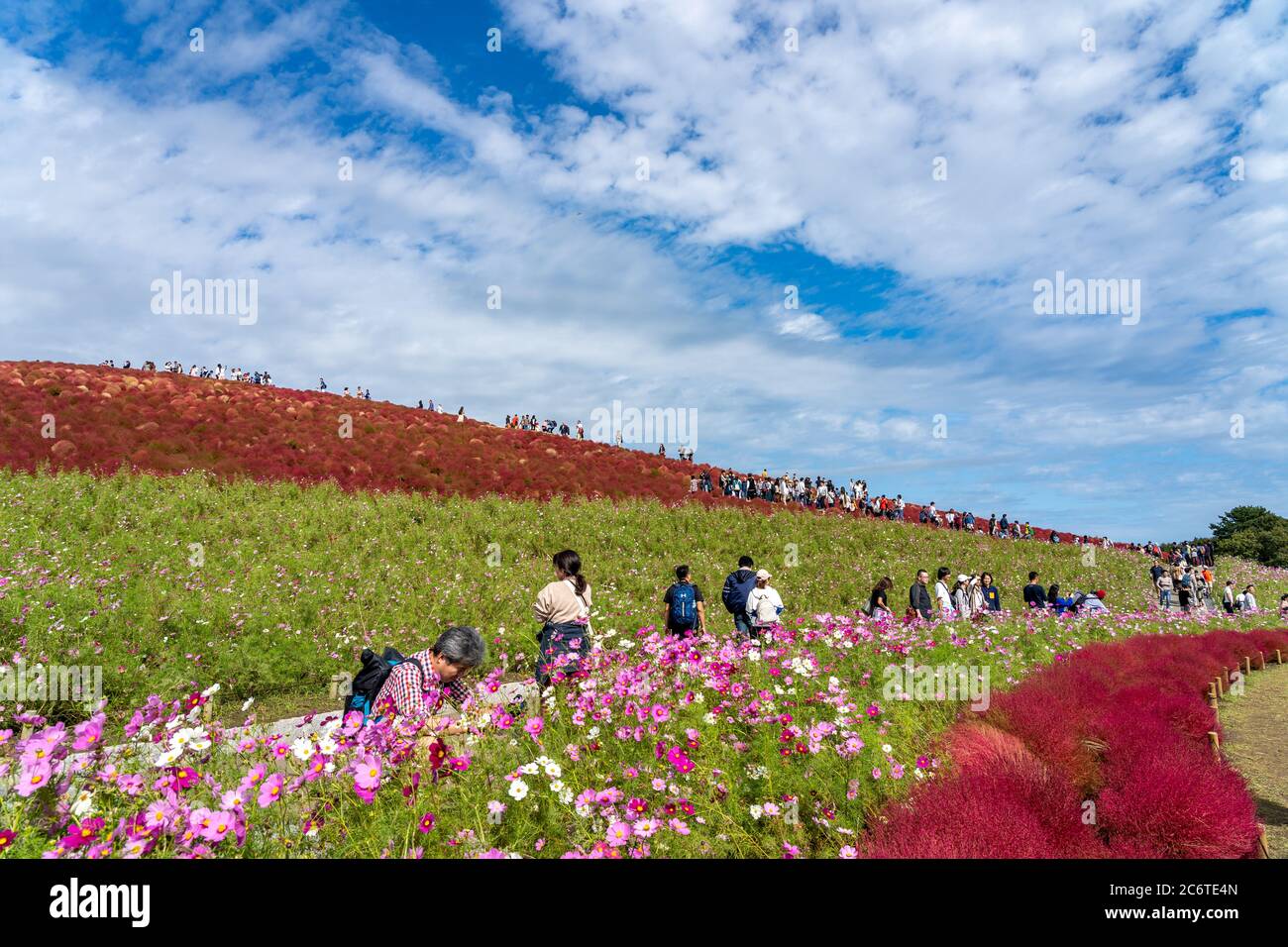 Crowded people going to the Miharashi Hill to see the red kochia bushes ...