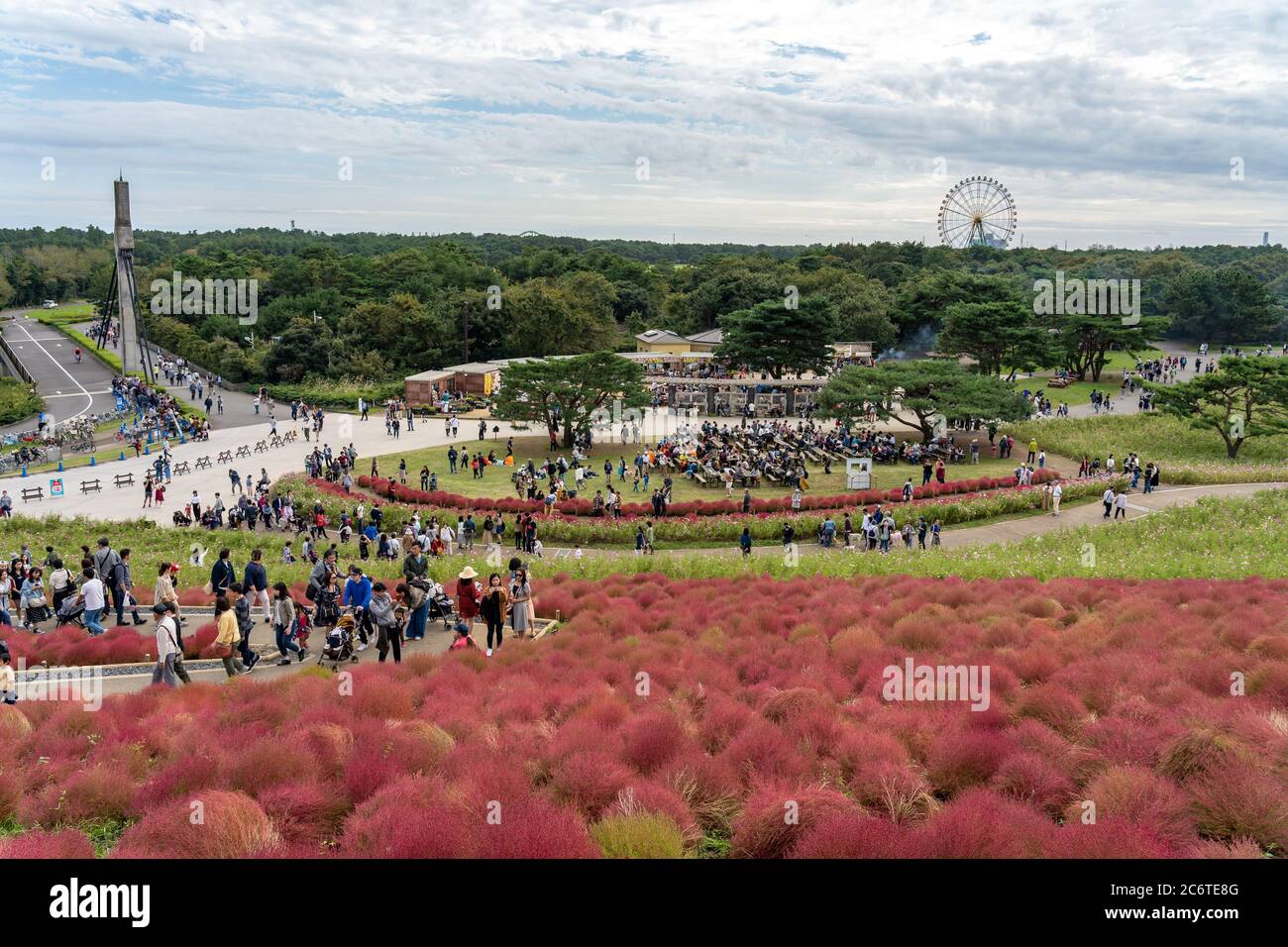 Crowded people going to the Miharashi Hill to see the red kochia bushes ...