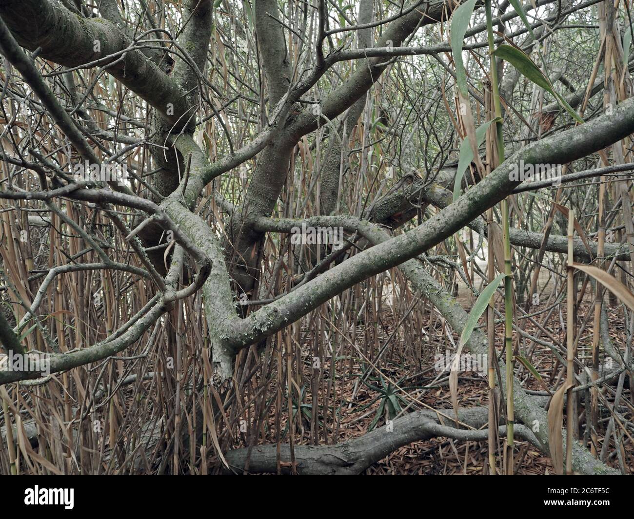old twisted tree branches and bamboo abstract background Stock Photo ...