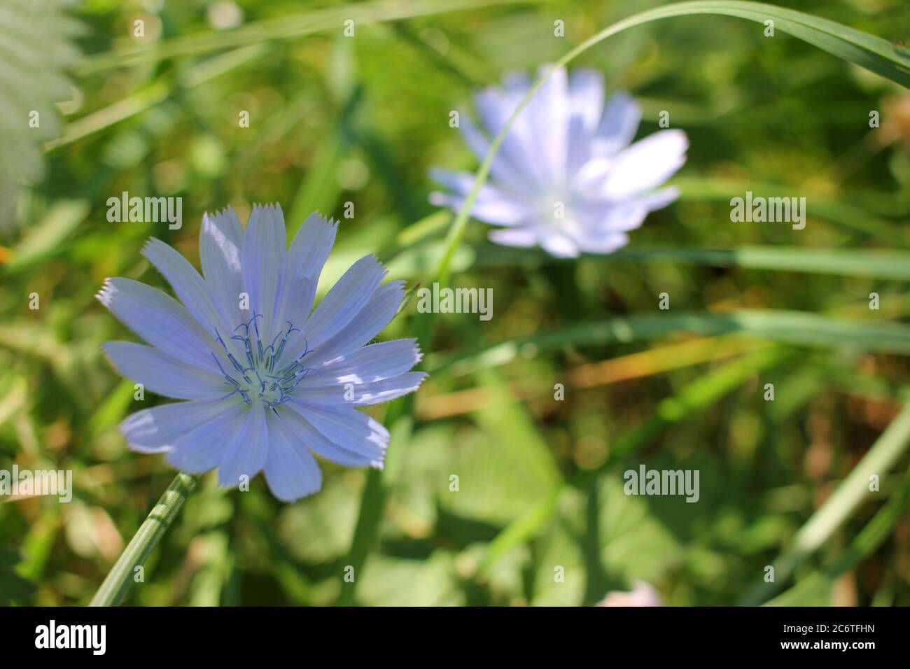Blue chicory flowers grow hi-res stock photography and images - Alamy