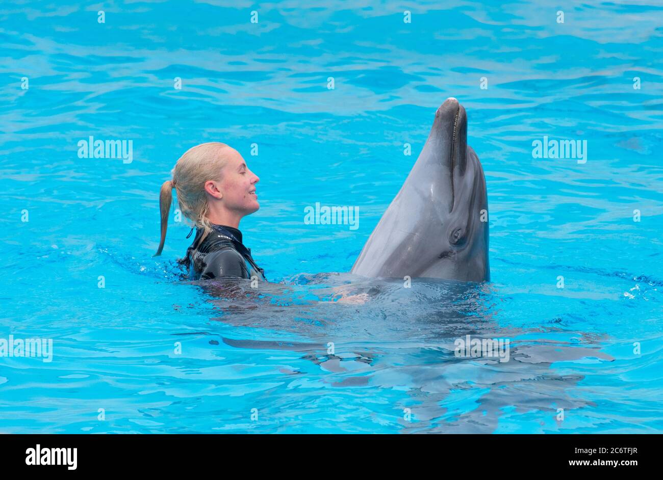 Dolphin couple bottlenose hi-res stock photography and images - Alamy