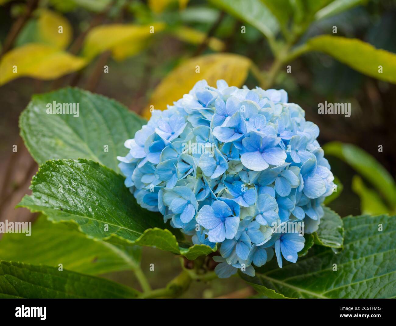 Public park with rich vegetation, hydrangea and tree fern, and ...