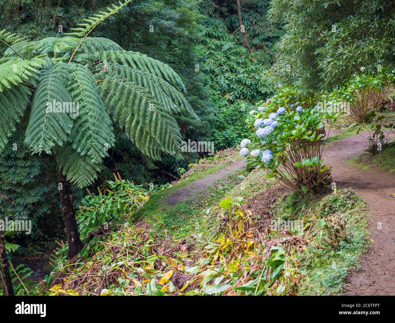 Path in Azorean forest with blue hydrangea flowers and rich green ...
