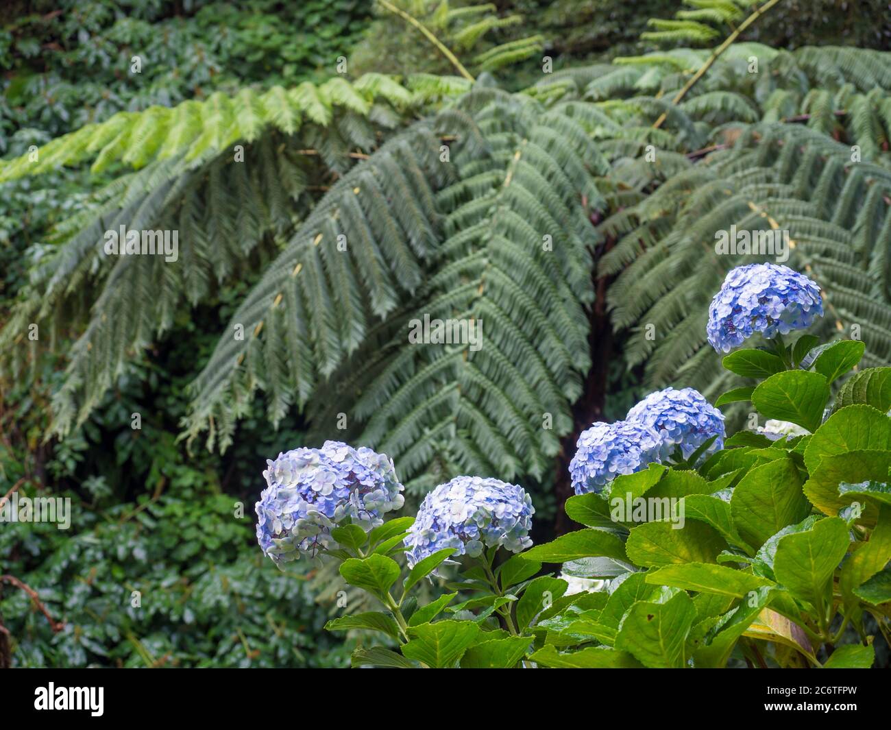 Blue Hydrangea Tree Amazon.com : Blue Pink Hydrangea Bush Plant Tree