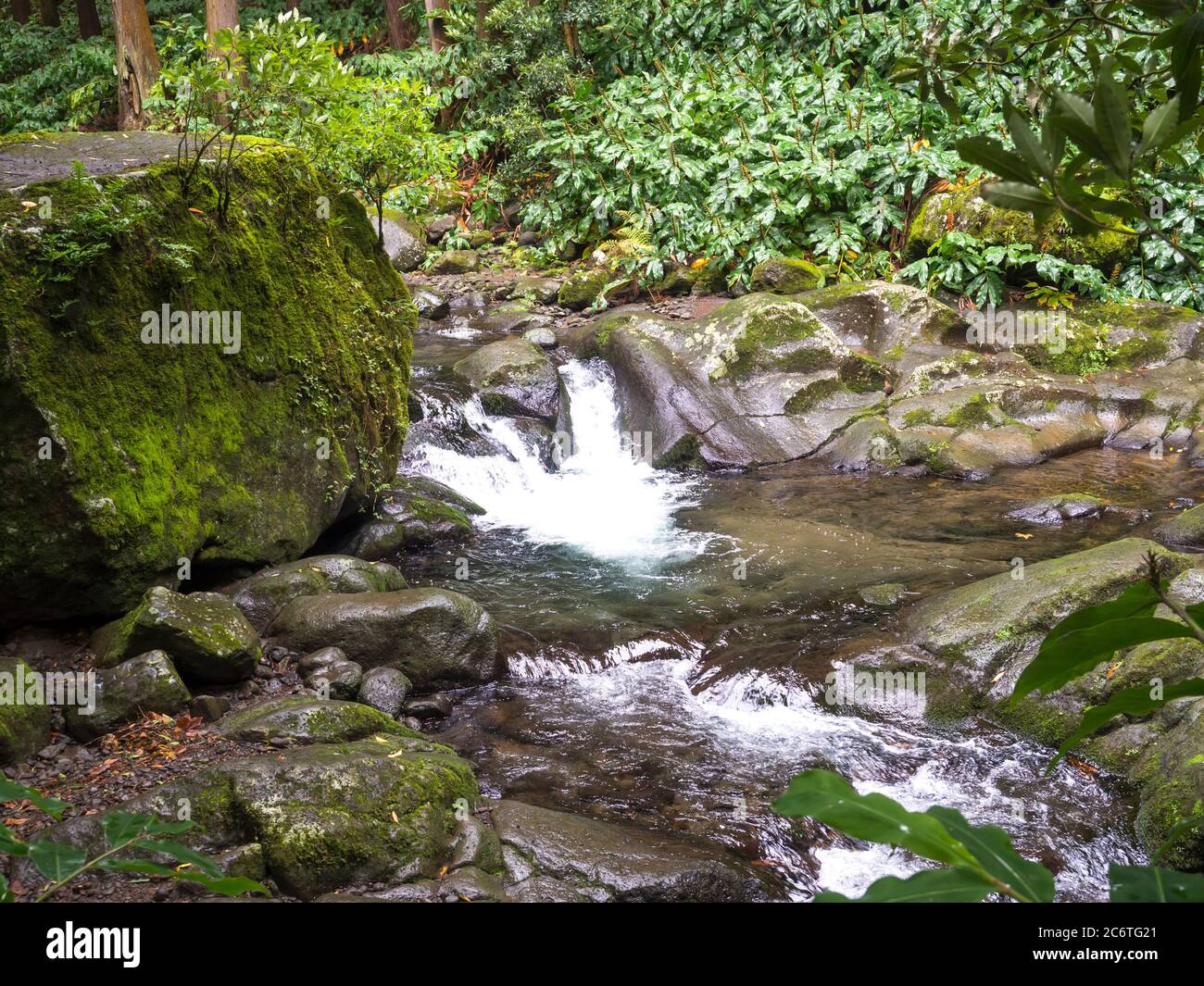 water spring cascade with moss and stones and lush green vegetation in ...