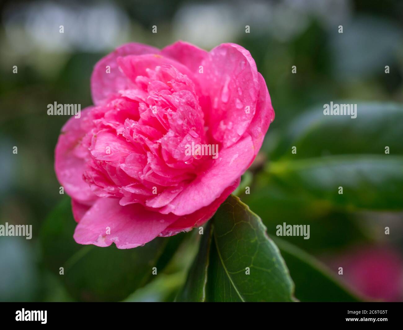 close up single flower Beautiful pink japanese camellia, Camellia ...