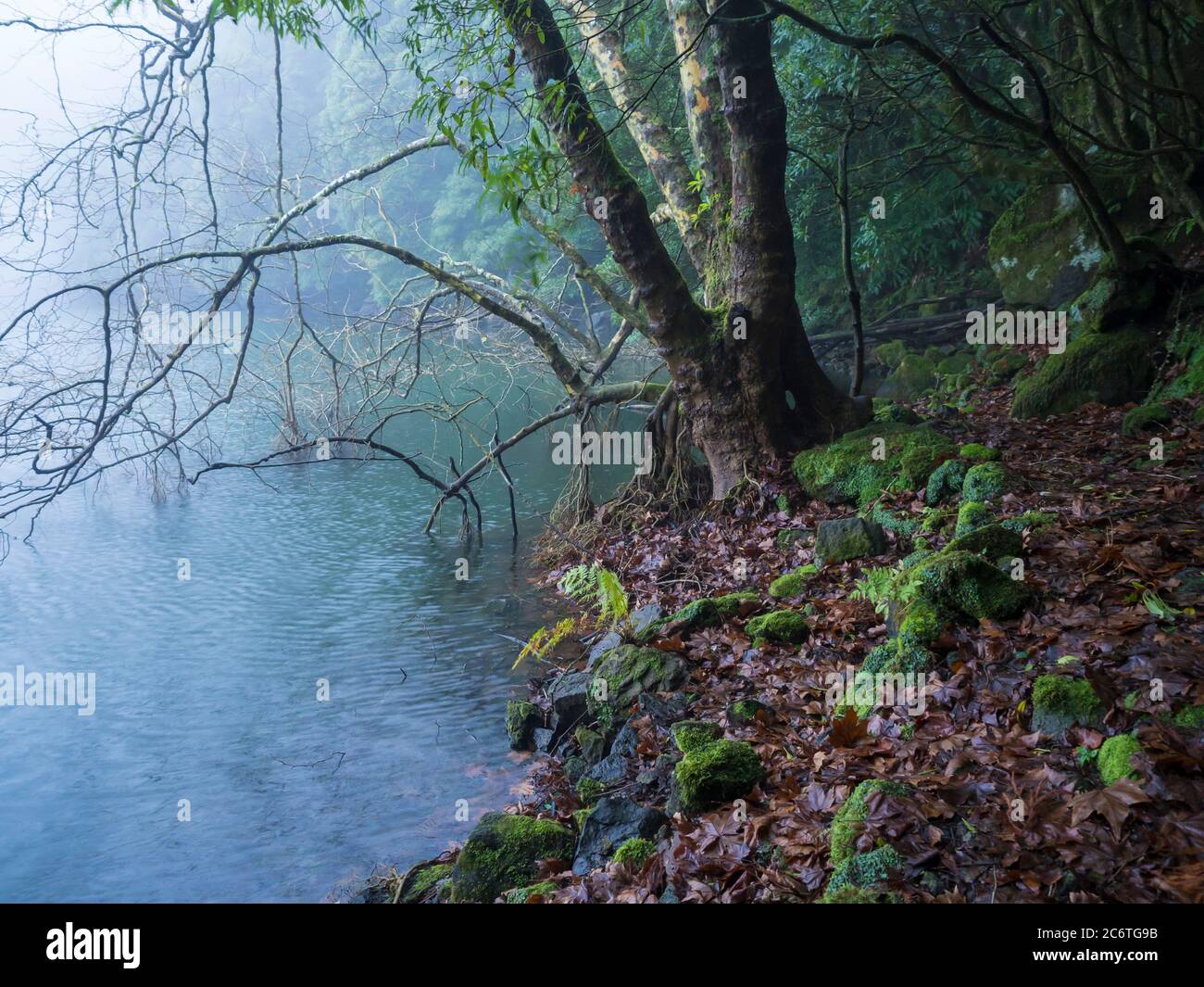 Bank of Lagoa do Congro volcanic lake in mysterious green rainforest in ...