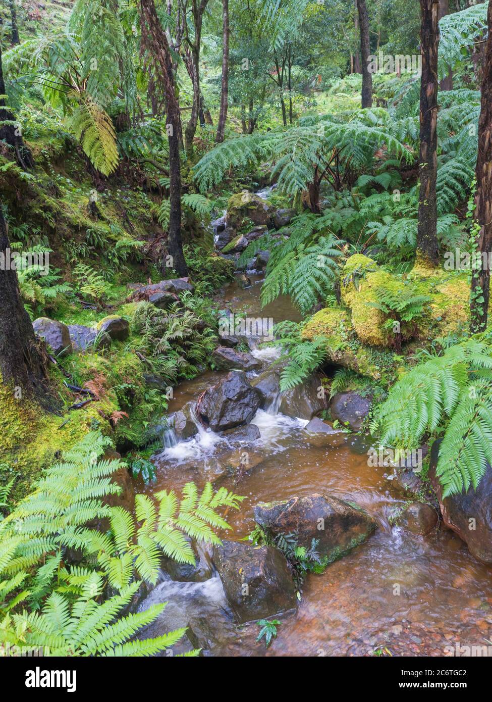 Natural spa with hot thermal water spring, creek cascade with lush tree ...