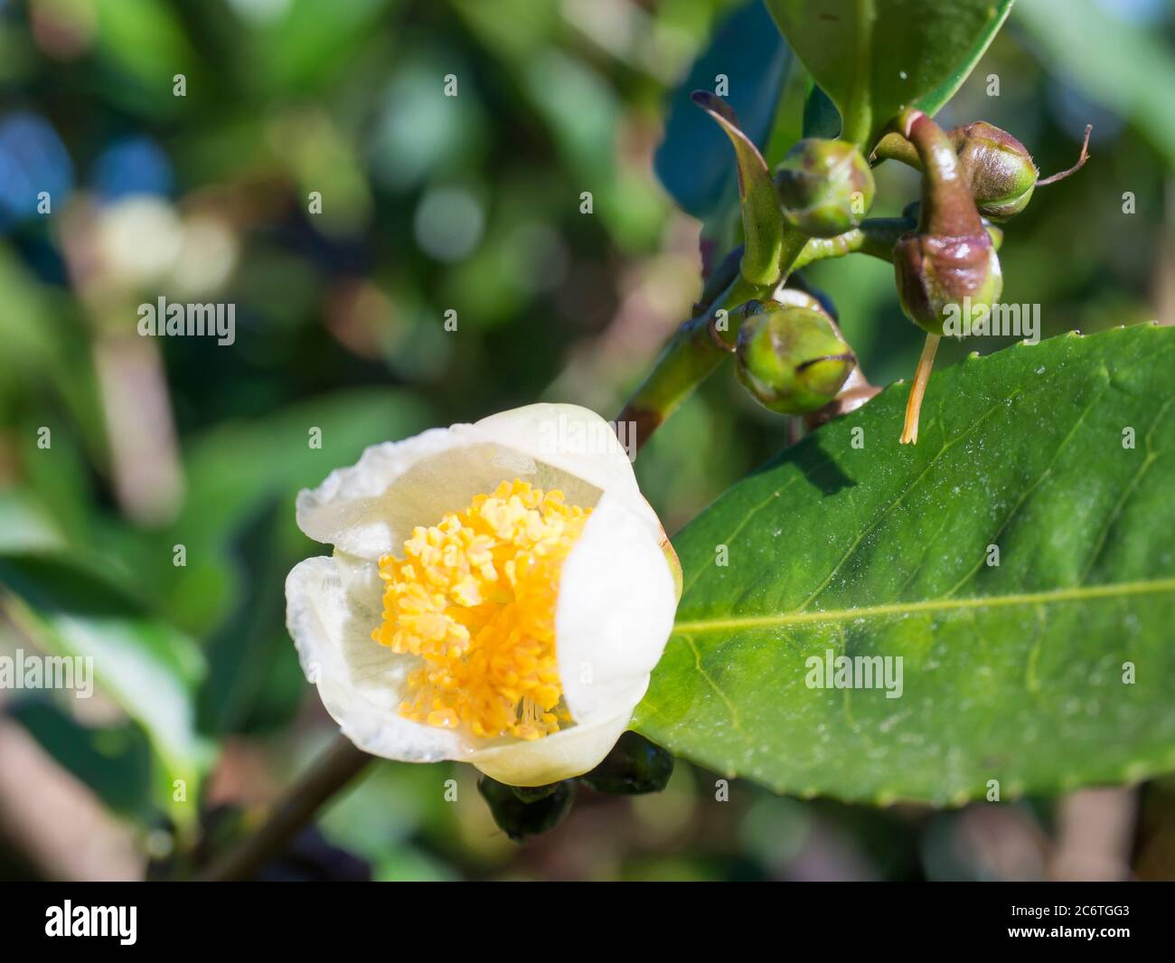 closeup of green branch of tea tree Camelia Camellia sinensis white and ...