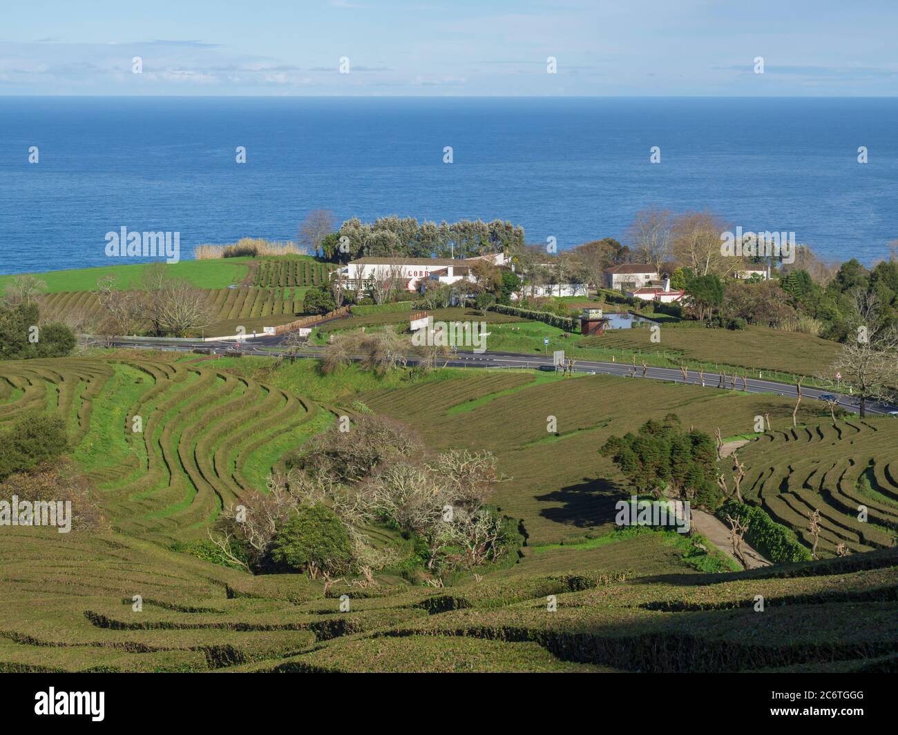 SAO MIGUEL ISLAND, AZORES, PORTUGAL, December 24, 2018: View on tea ...