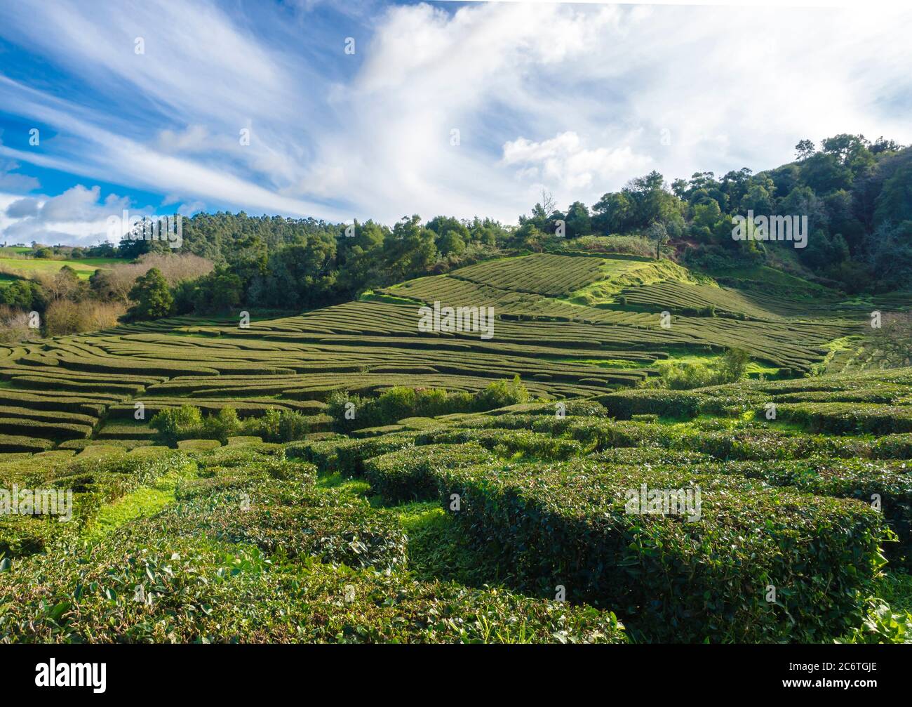 View on tea plantation rows at tea factory Cha Gorreana with green ...