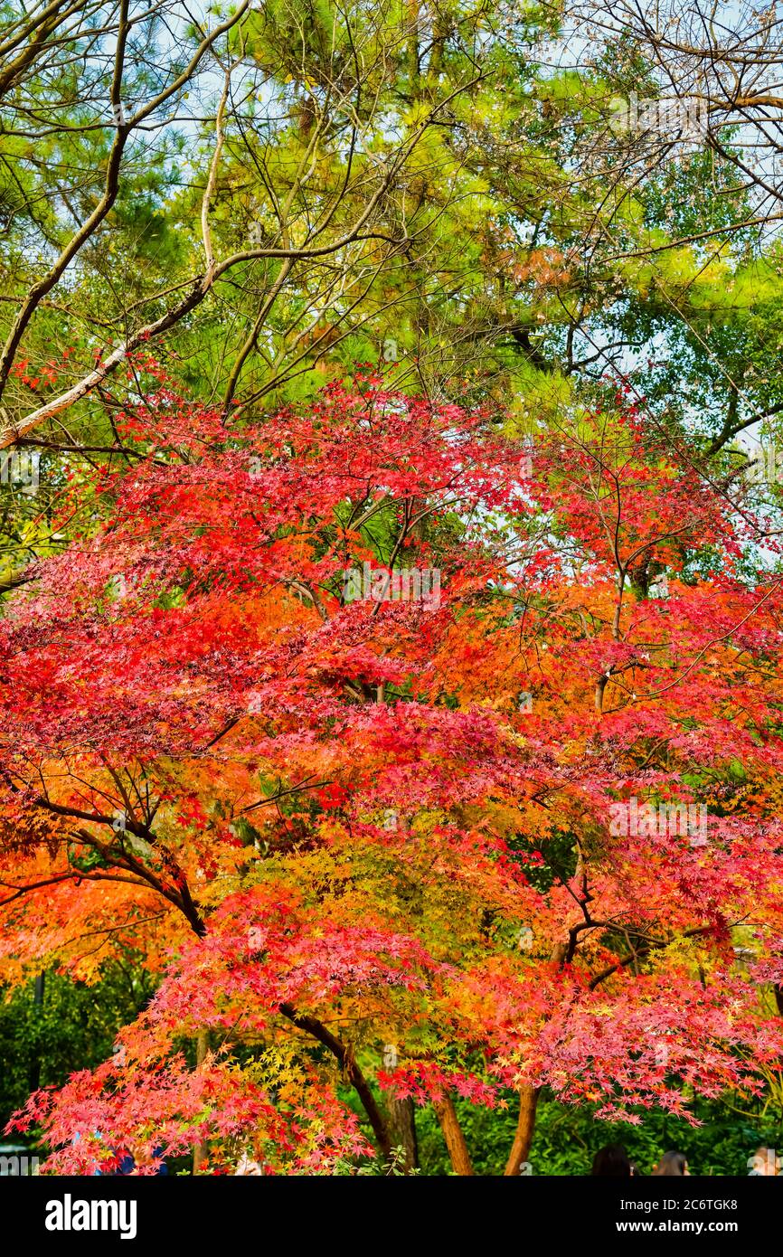 Beautiful maple tree surrounded by different trees on a sky background ...
