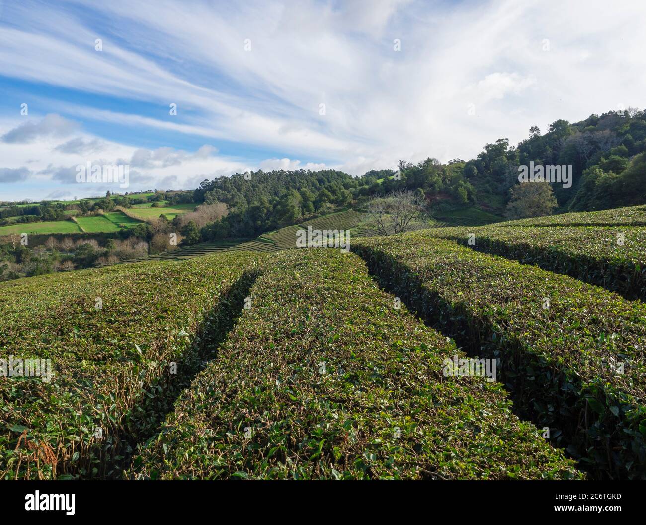 View on tea plantation rows at tea factory Cha Gorreana with green ...