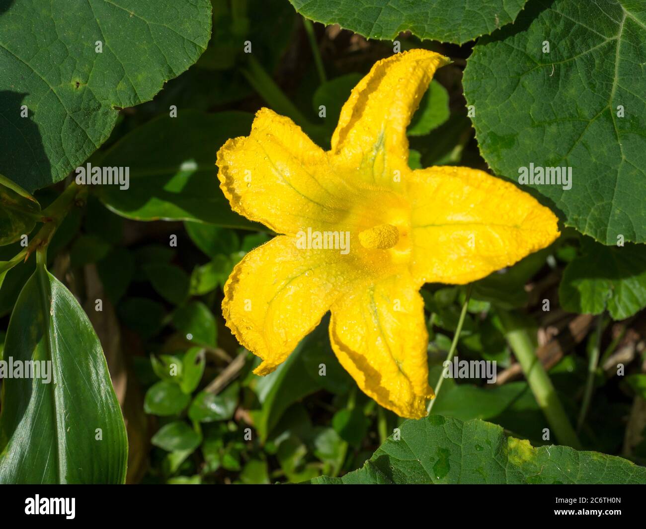 Close up macro view of a beautiful yellow flower of wild cucumber ...