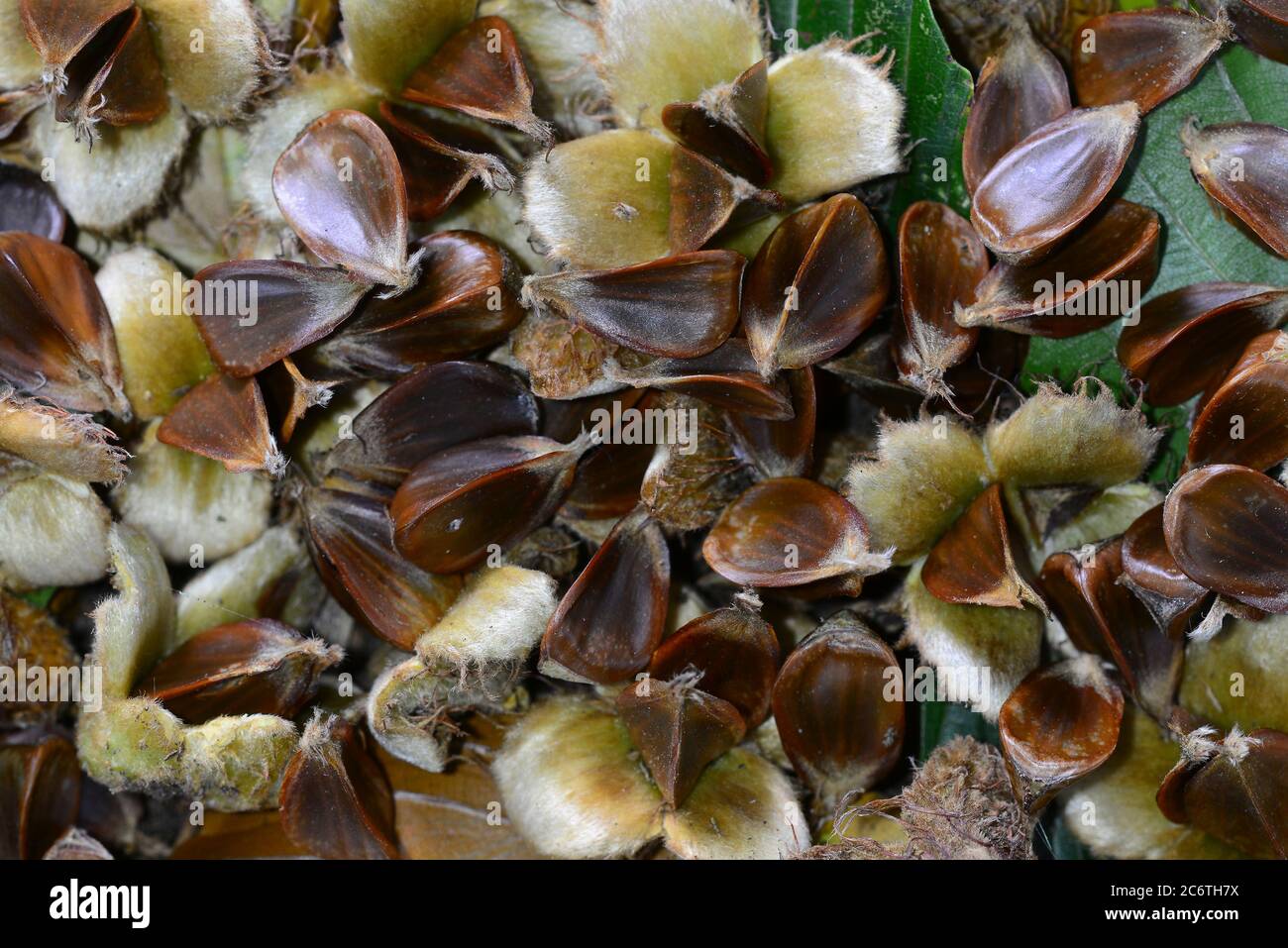 Beech mast hi-res stock photography and images - Alamy