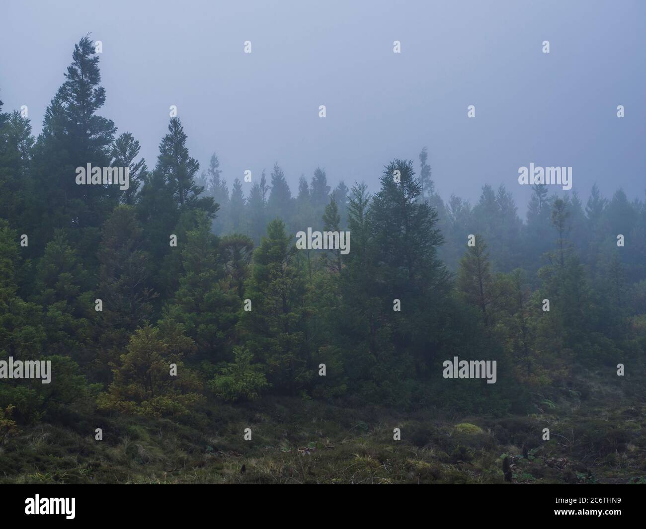 Azorean forest lost in low lying clouds with the evergreen conifers ...