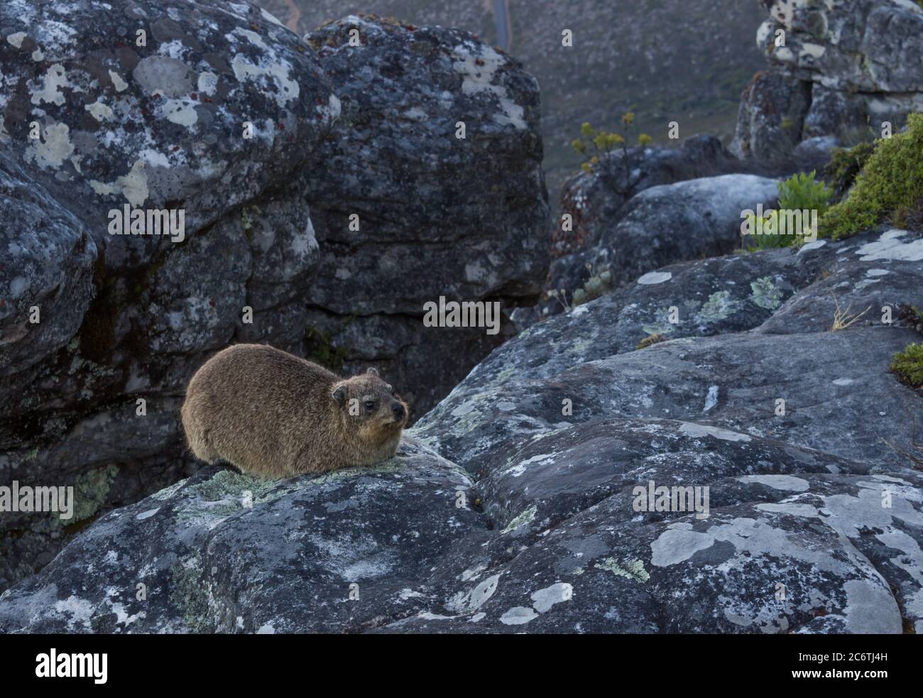 Predator of rock hyrax hi-res stock photography and images - Alamy