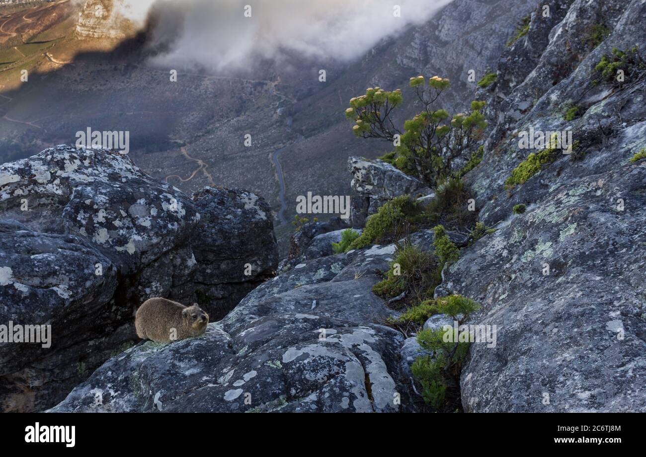 Predator of rock hyrax hi-res stock photography and images - Alamy