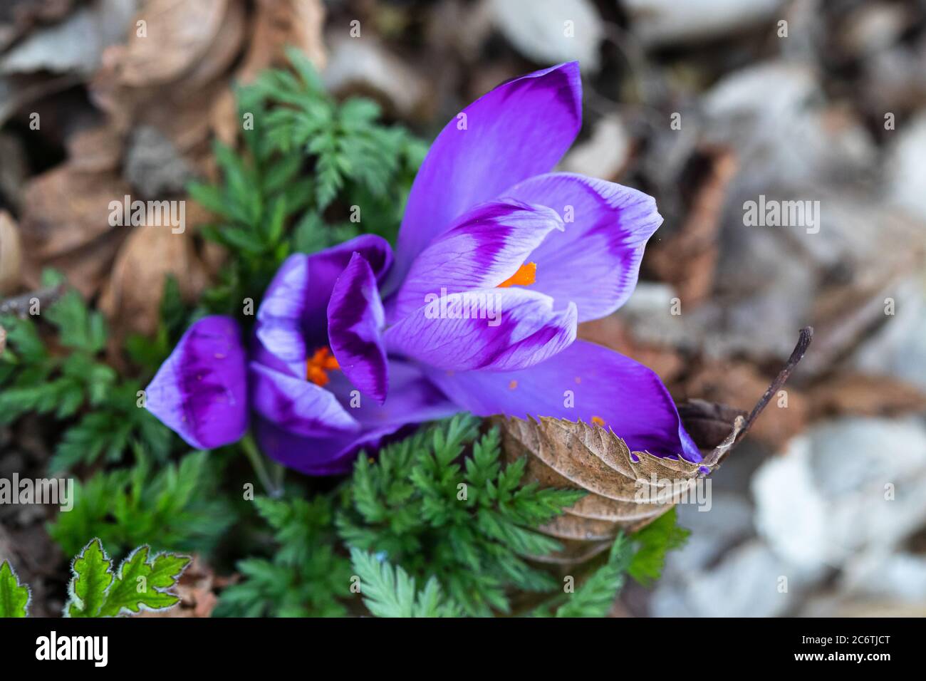 Purple Autumn crocus sativus flowers Stock Photo - Alamy