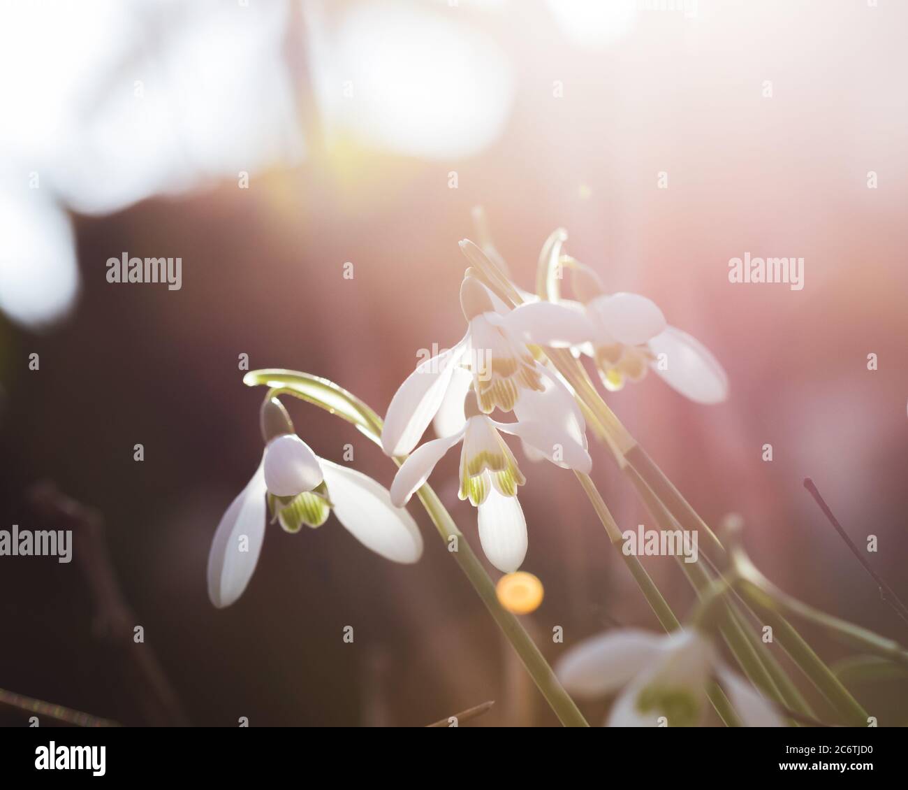 Galanthus flower hi-res stock photography and images - Alamy