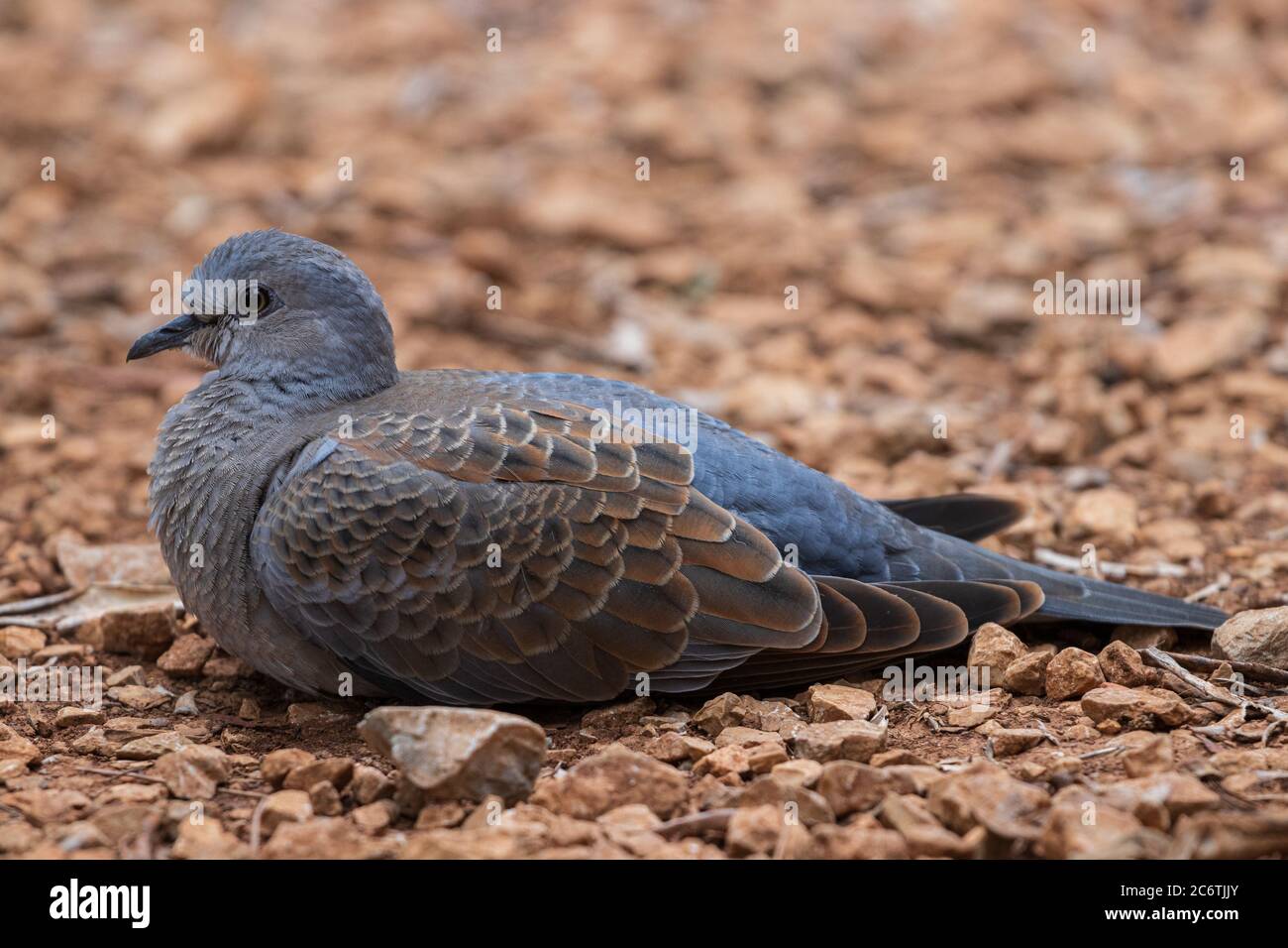 Oriental turtle dove hi-res stock photography and images - Alamy