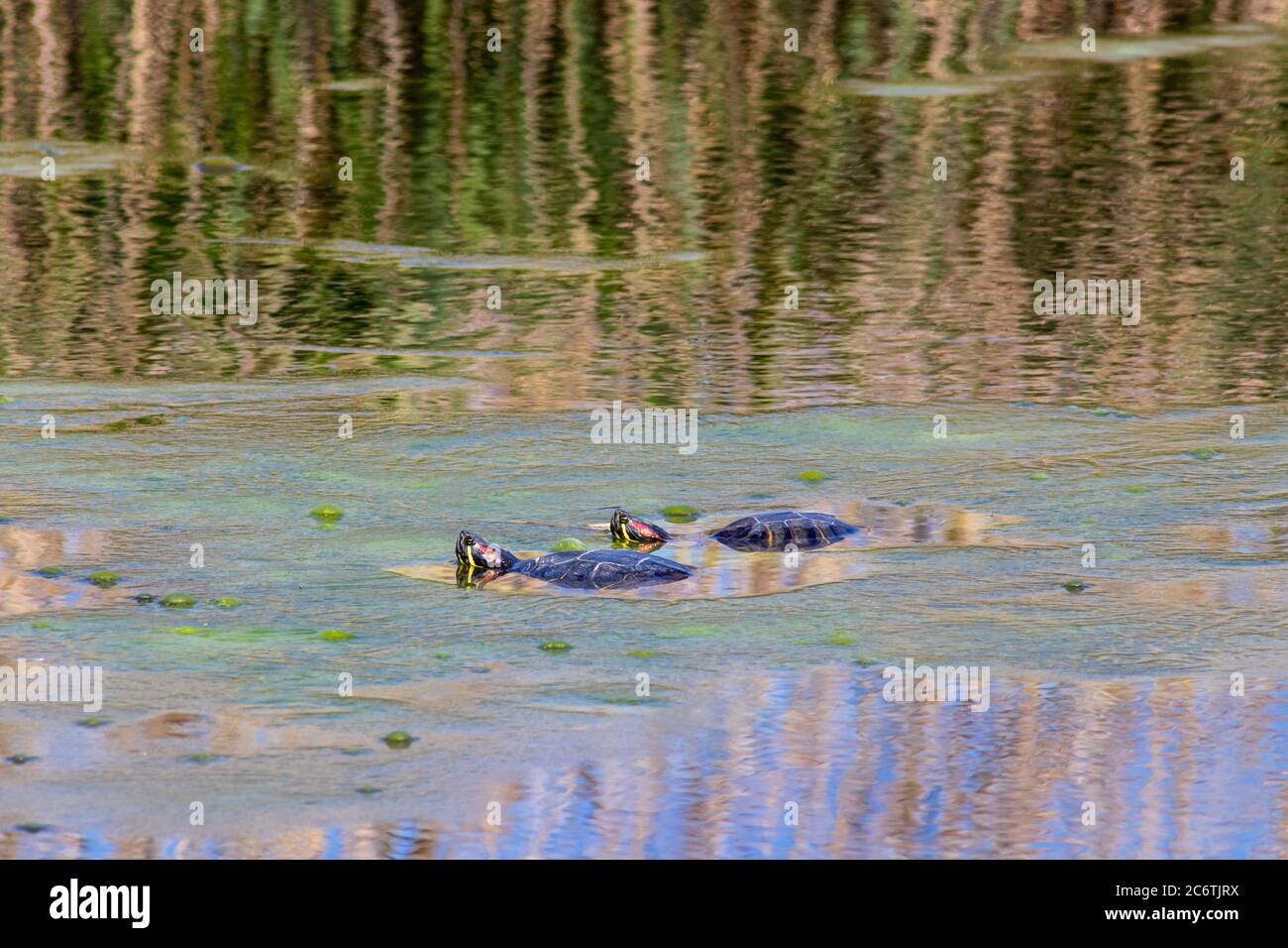 Two turtles swimming water tree reflection Stock Photo - Alamy