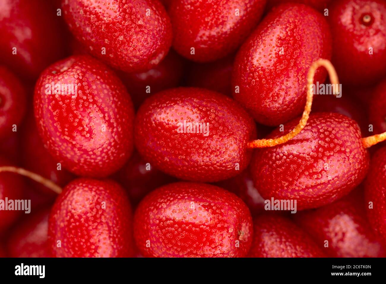 Elaeagnus multiflora background. Cherry elaeagnus, cherry silverberry ...