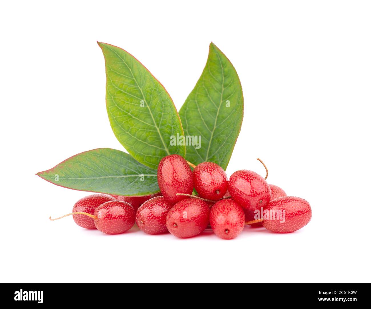 Elaeagnus multiflora isolated on white background. Cherry elaeagnus ...