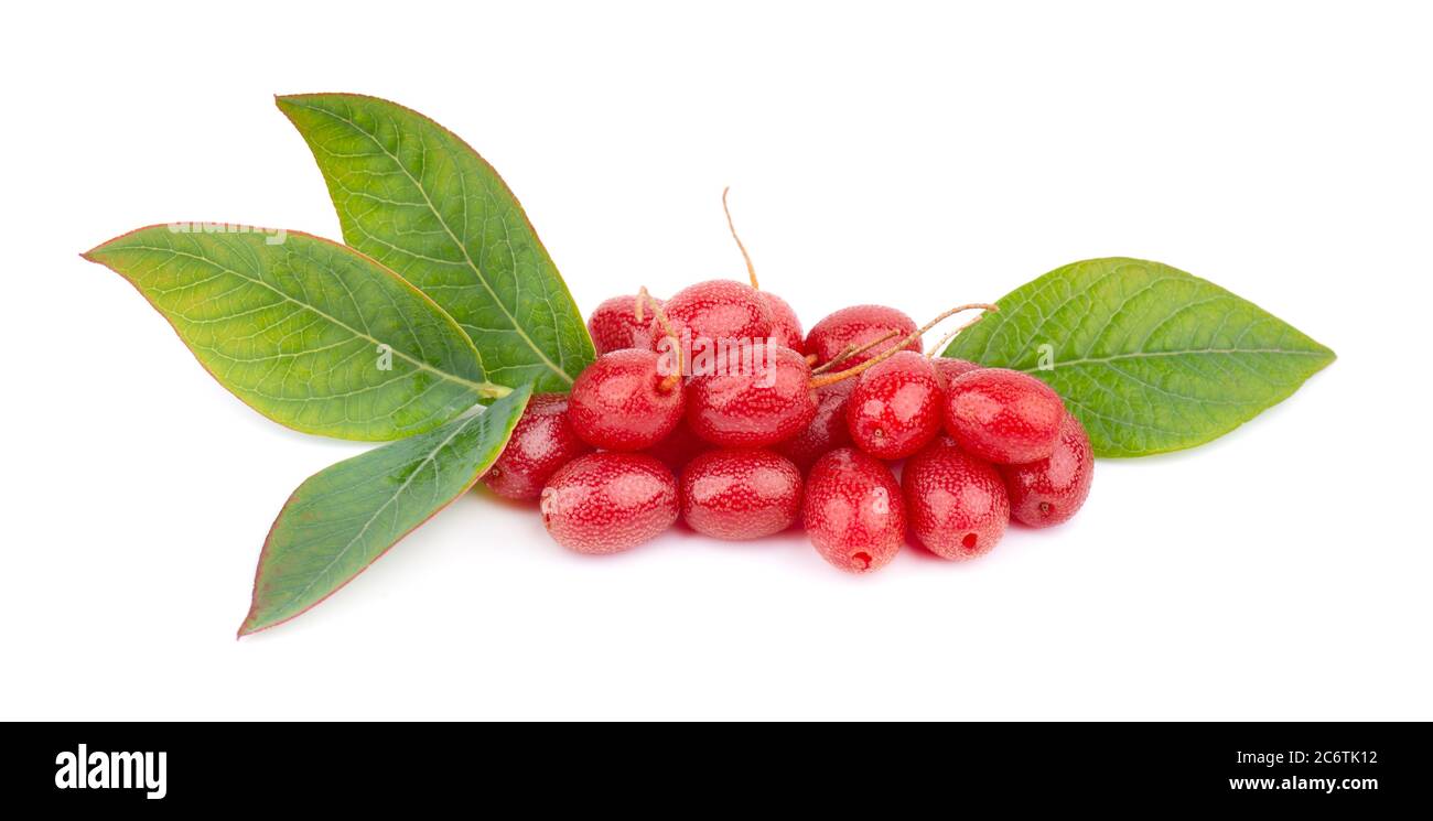 Elaeagnus multiflora isolated on white background. Cherry elaeagnus ...